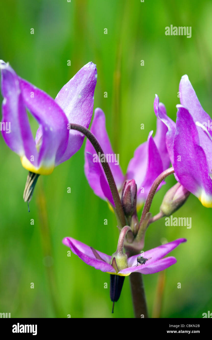 Dodecatheon pulchellum, commonly known as pretty shooting star flower ...