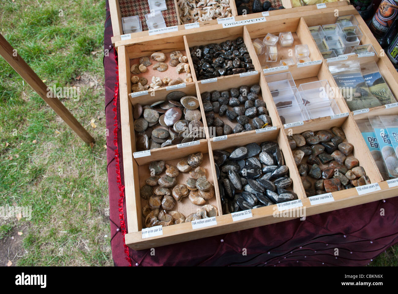 Divided wooded box with polished fossils and other geological samples ...