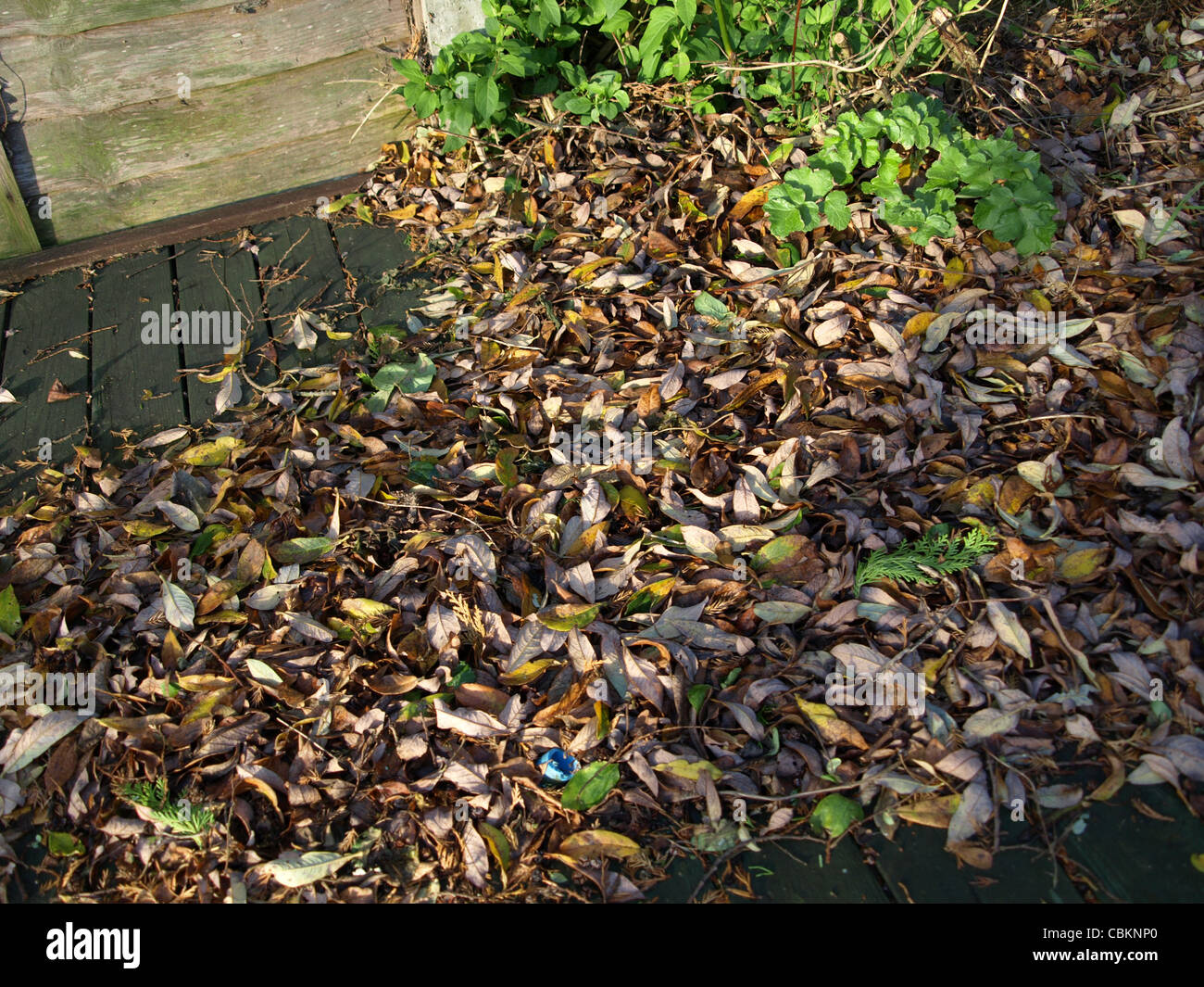 Fallen Autumn leaves in garden Stock Photo - Alamy