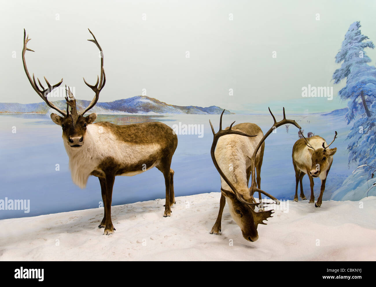 A caribou family in northern Canada during winter Stock Photo - Alamy