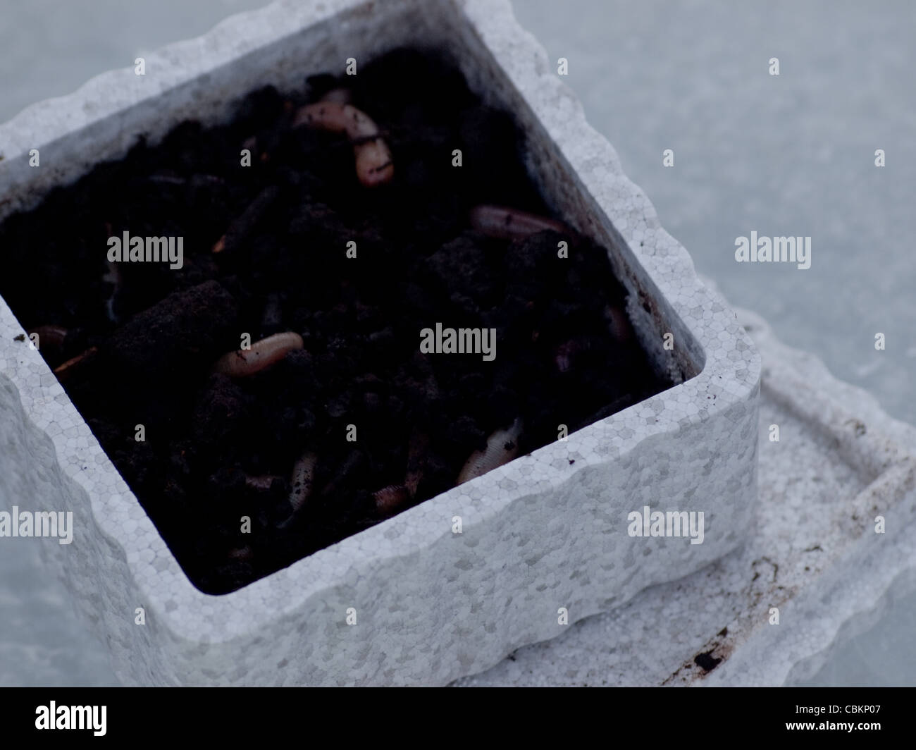 Nightcrawlers for fishing Stock Photo - Alamy