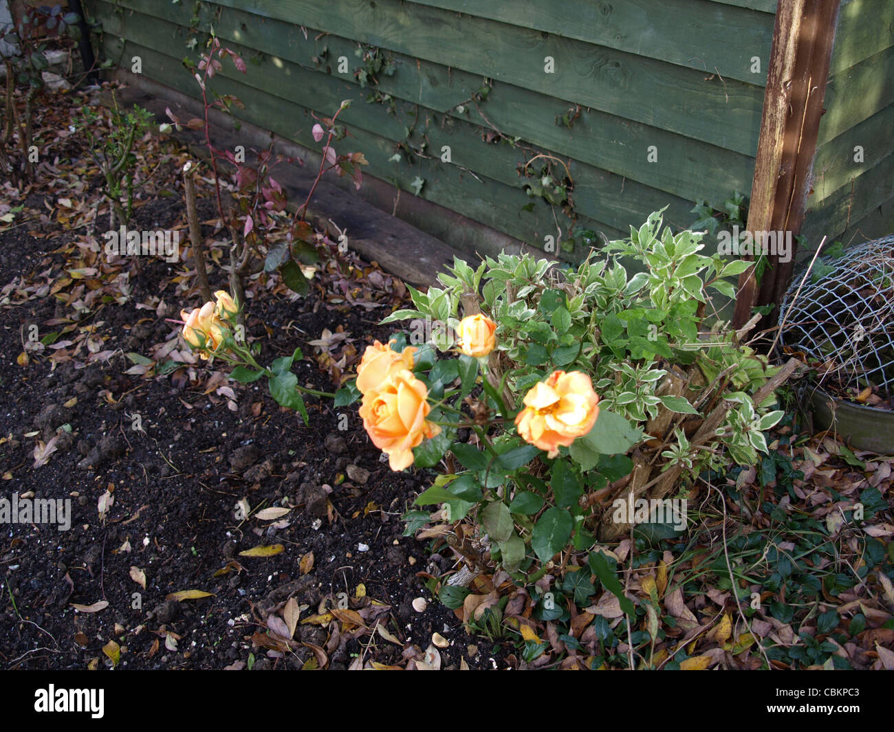 Winter roses hi-res stock photography and images - Alamy