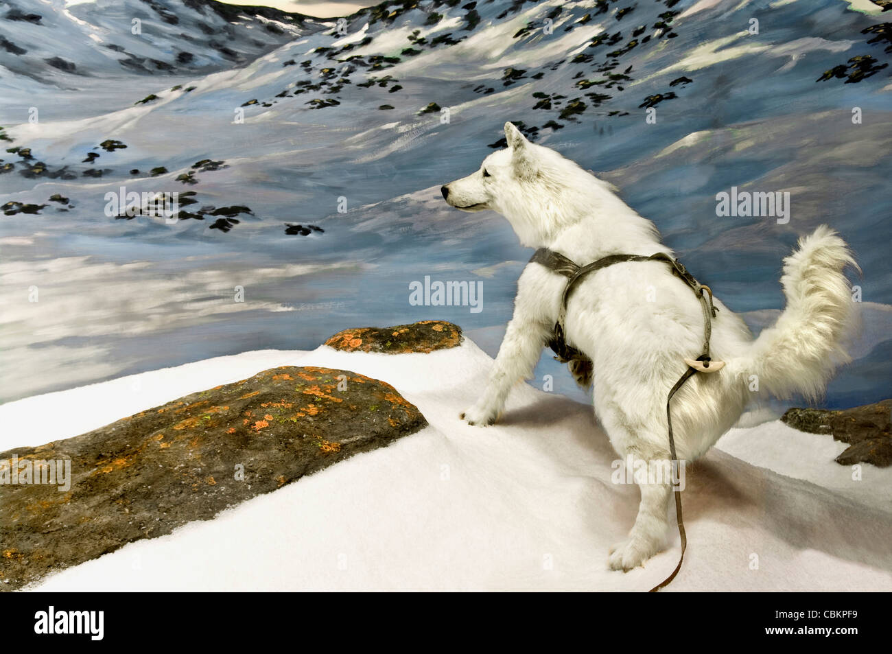 Northern rocky mountains wolf hi-res stock photography and images - Alamy