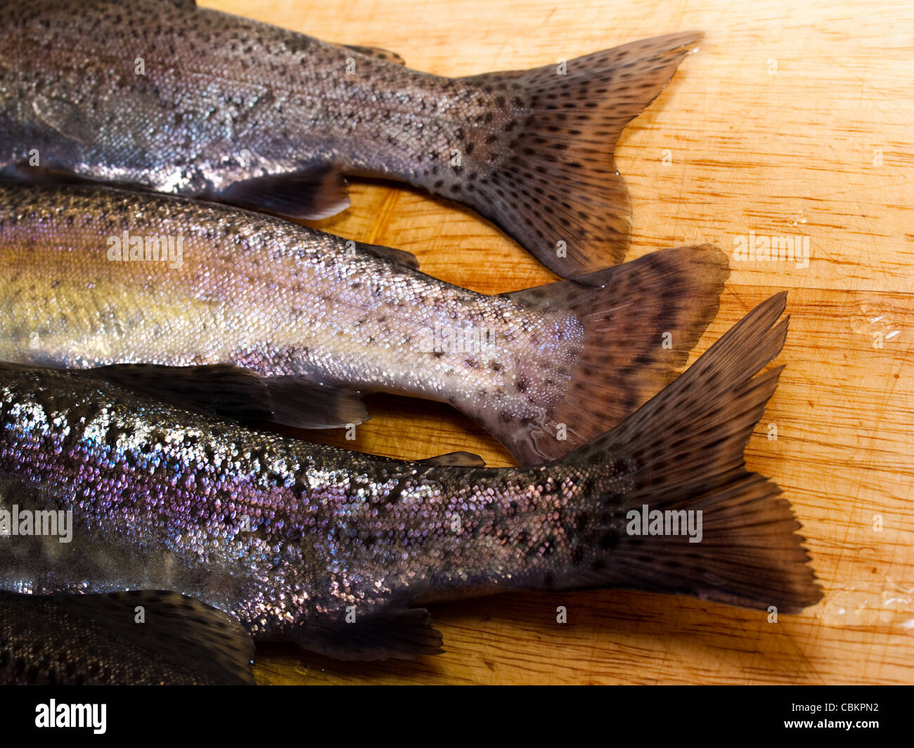 Fresh catched trout Stock Photo - Alamy