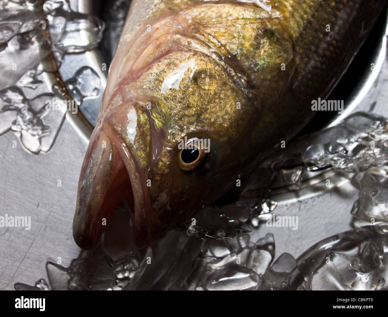 Fresh catched bass Stock Photo - Alamy