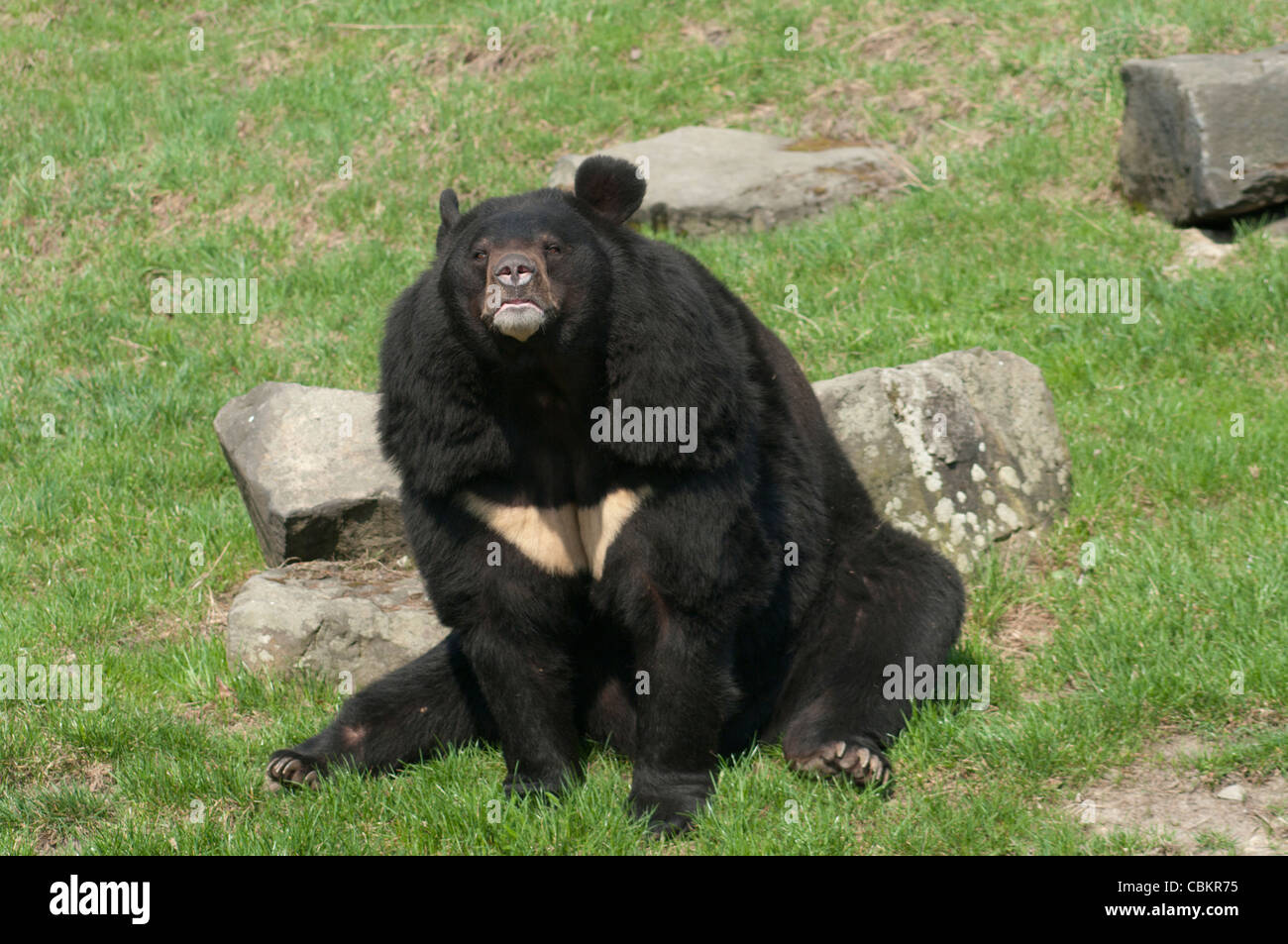 Himalayan black bear hi-res stock photography and images - Alamy