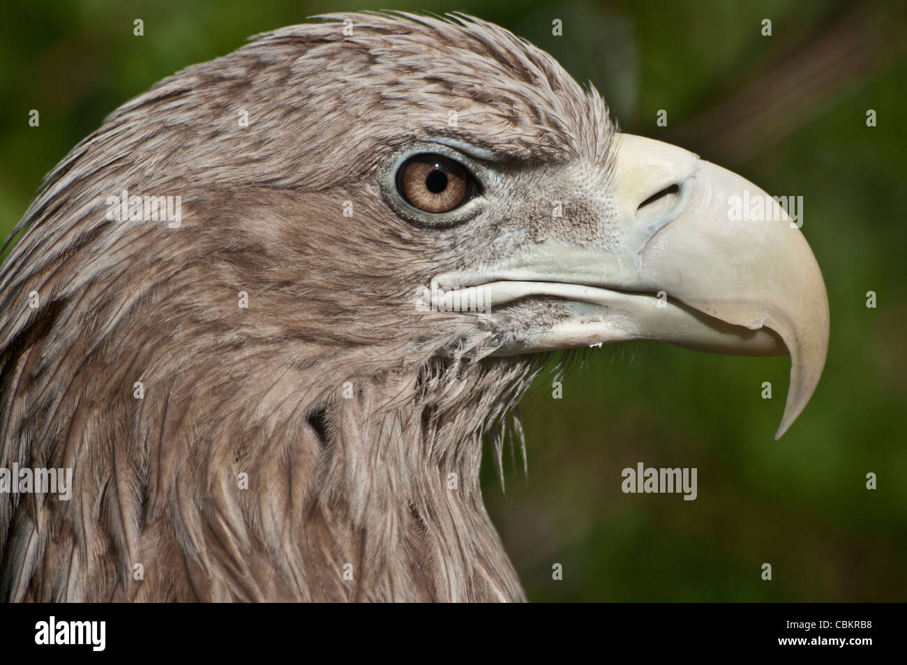 Eagles claw hi-res stock photography and images - Alamy