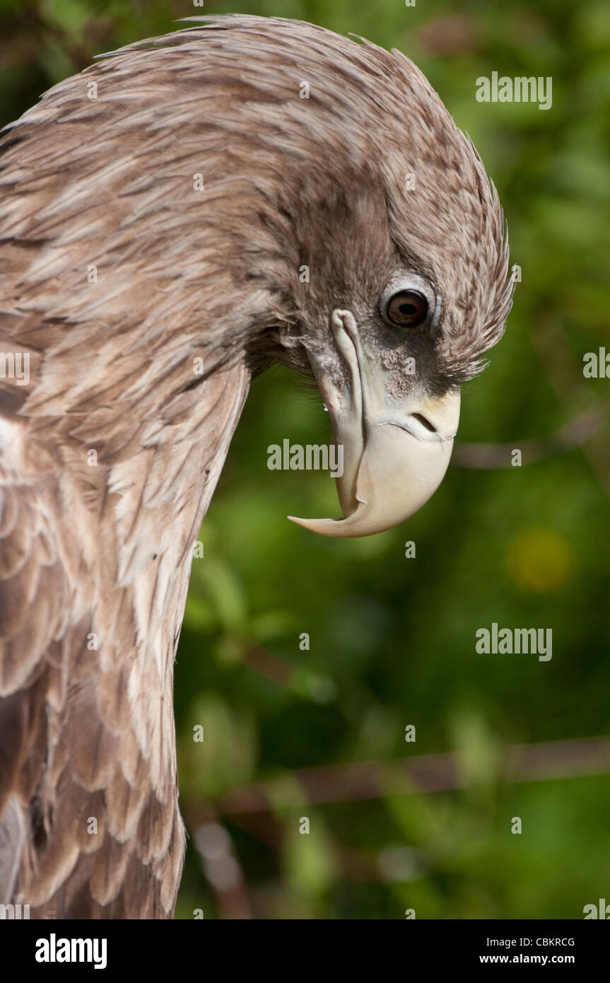 White scavenger eagles hi-res stock photography and images - Alamy