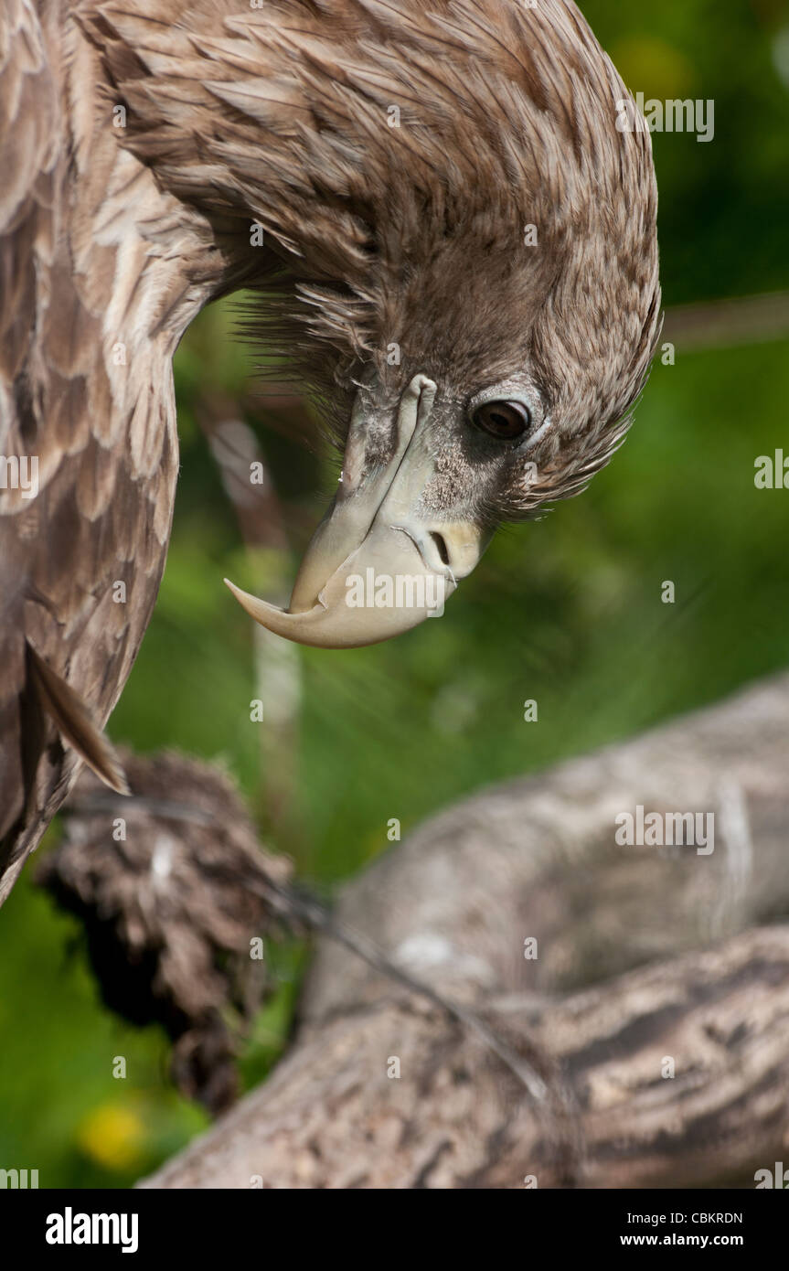 Eagle claw hi-res stock photography and images - Alamy