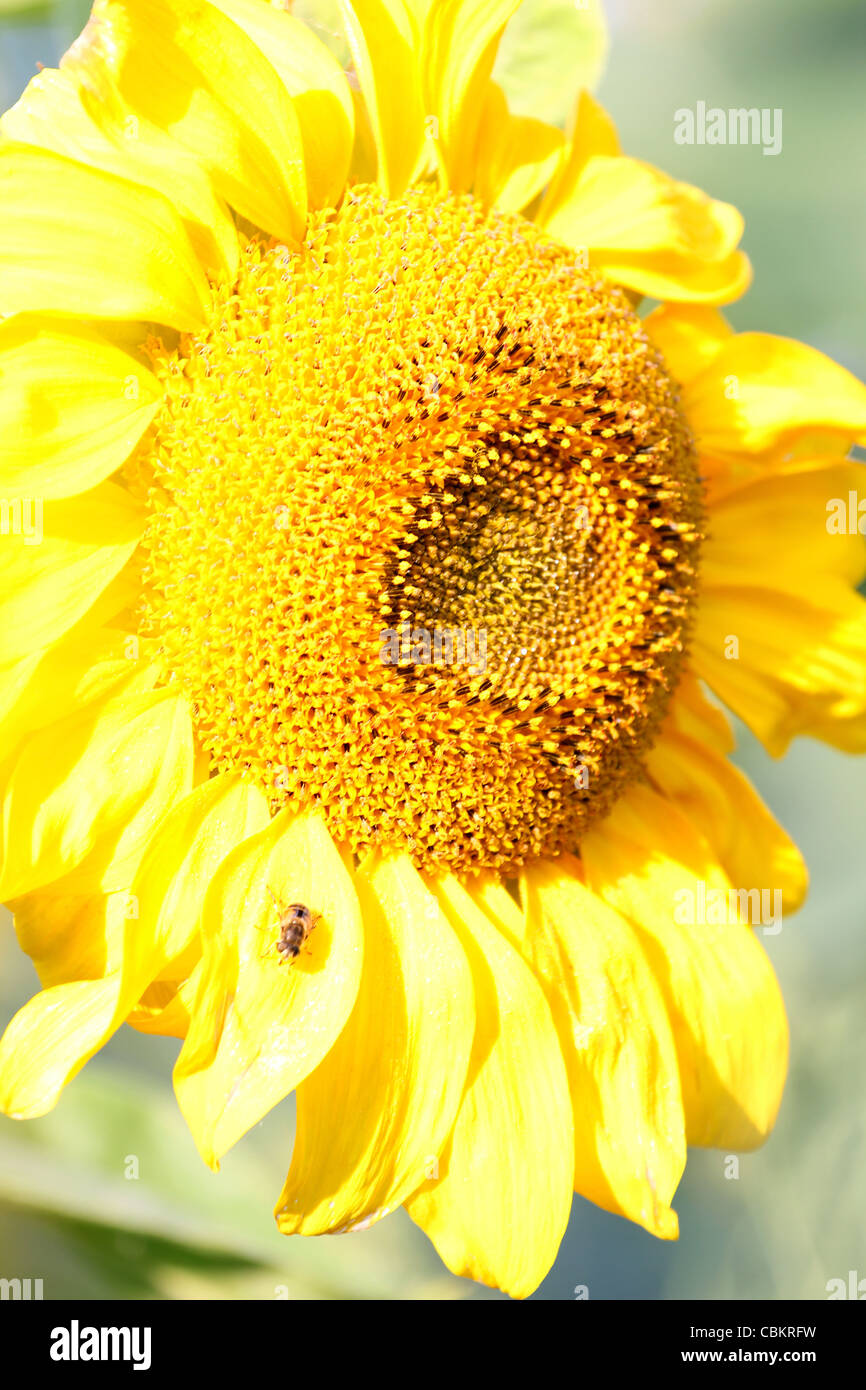 Sunflower, macro shot Stock Photo - Alamy