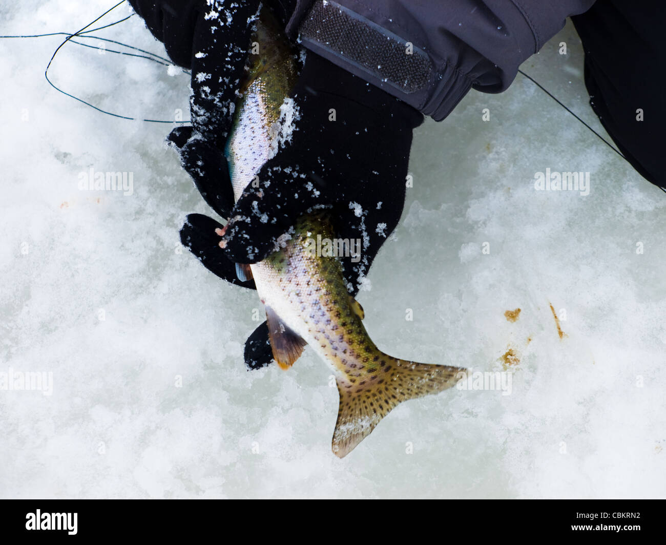 First catch of the day Stock Photo - Alamy
