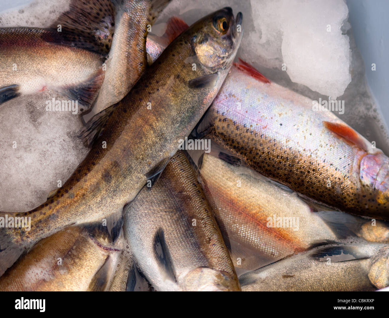 Small lake salmon Stock Photo - Alamy