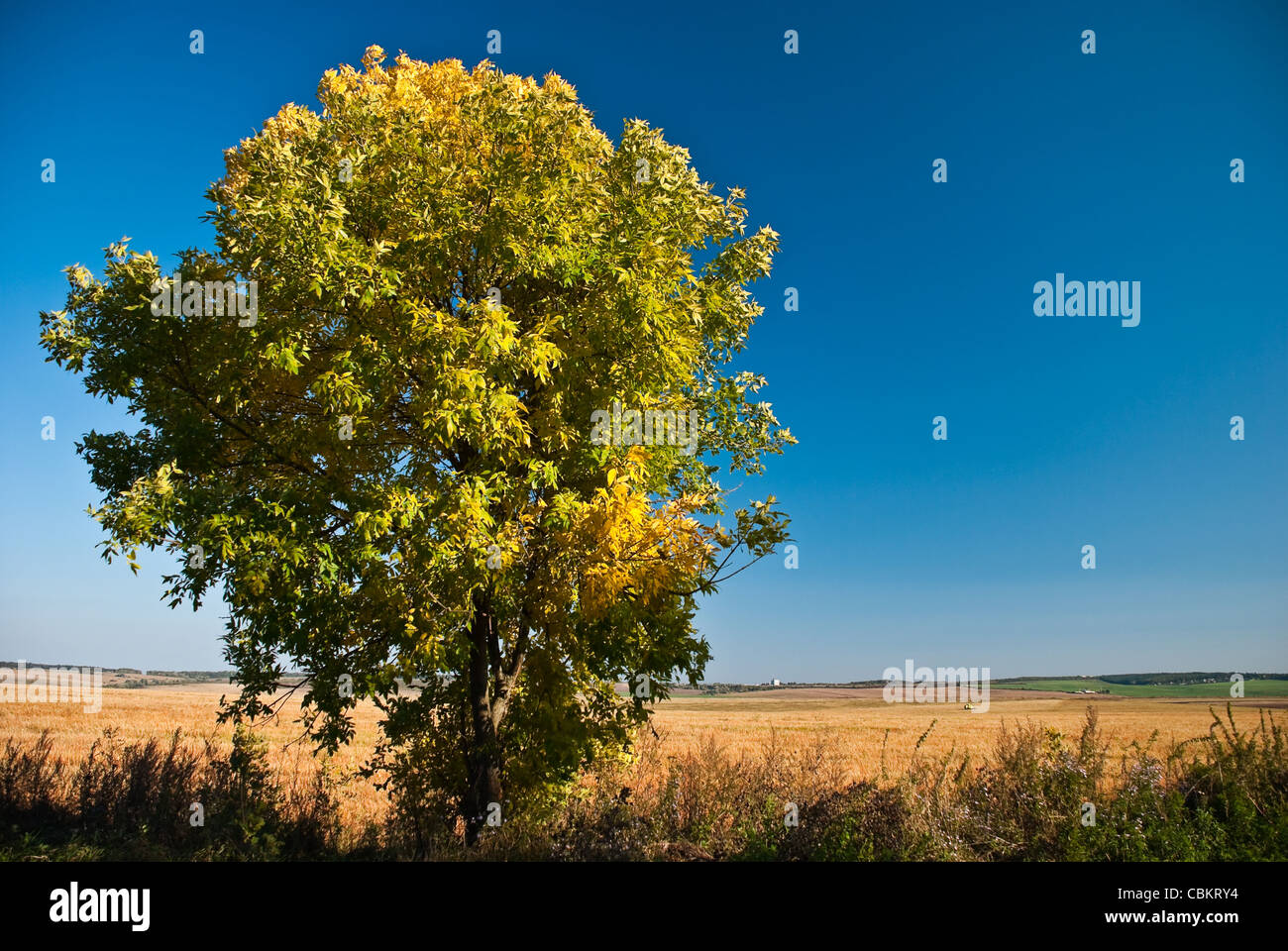 Fall tree line field hi-res stock photography and images - Alamy