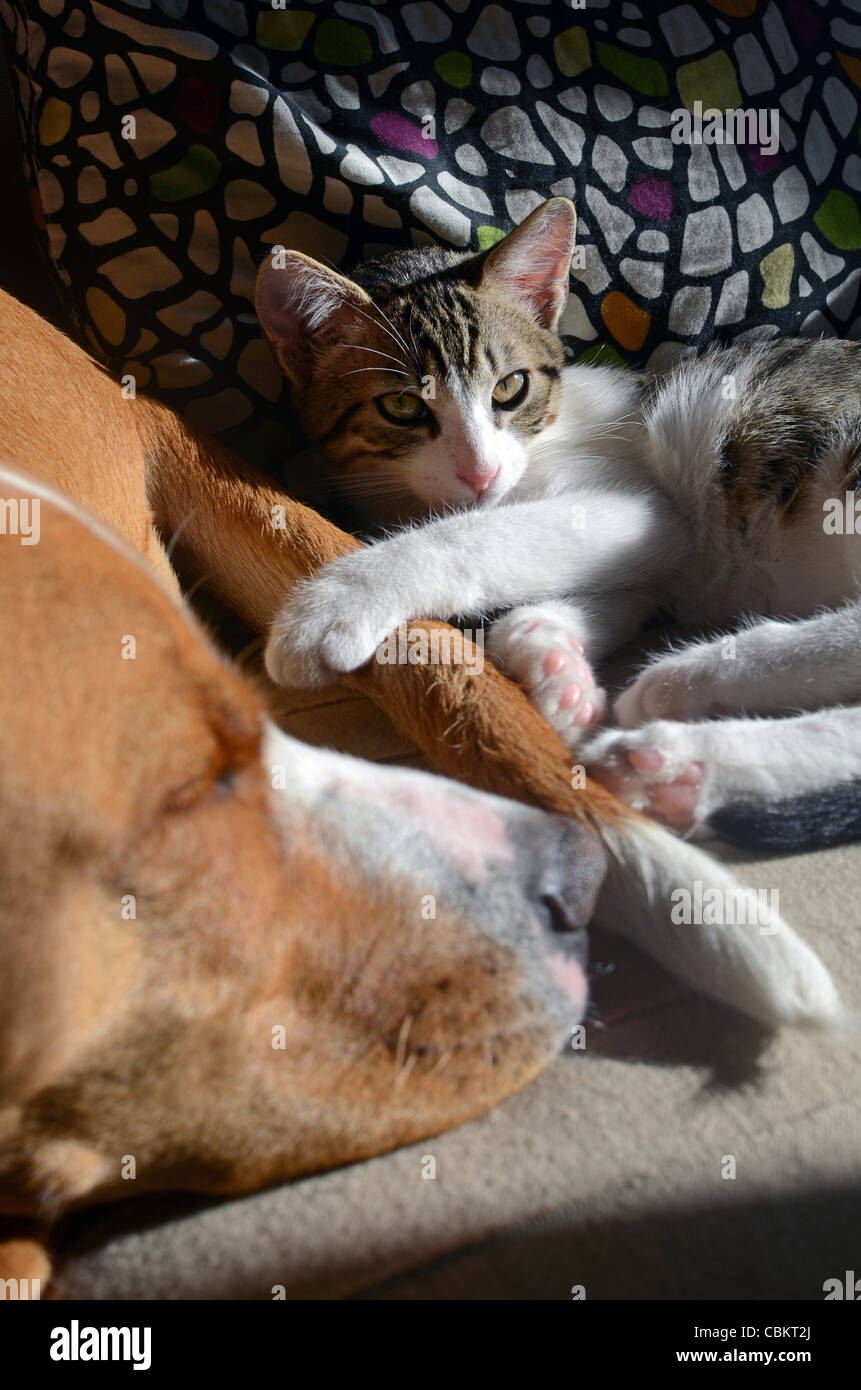 Cute kitten with dog Stock Photo - Alamy
