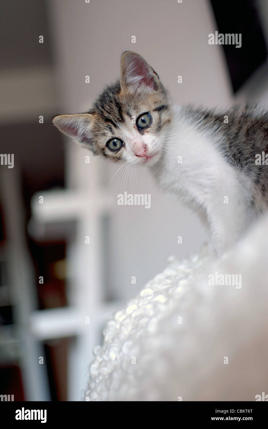 Few weeks old kitten hi-res stock photography and images - Alamy
