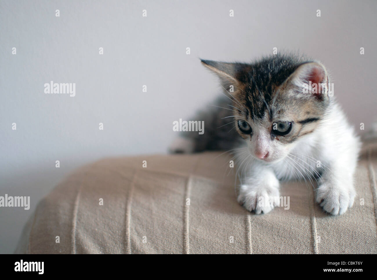 Few Weeks Old Kitten at Home Stock Photo - Alamy
