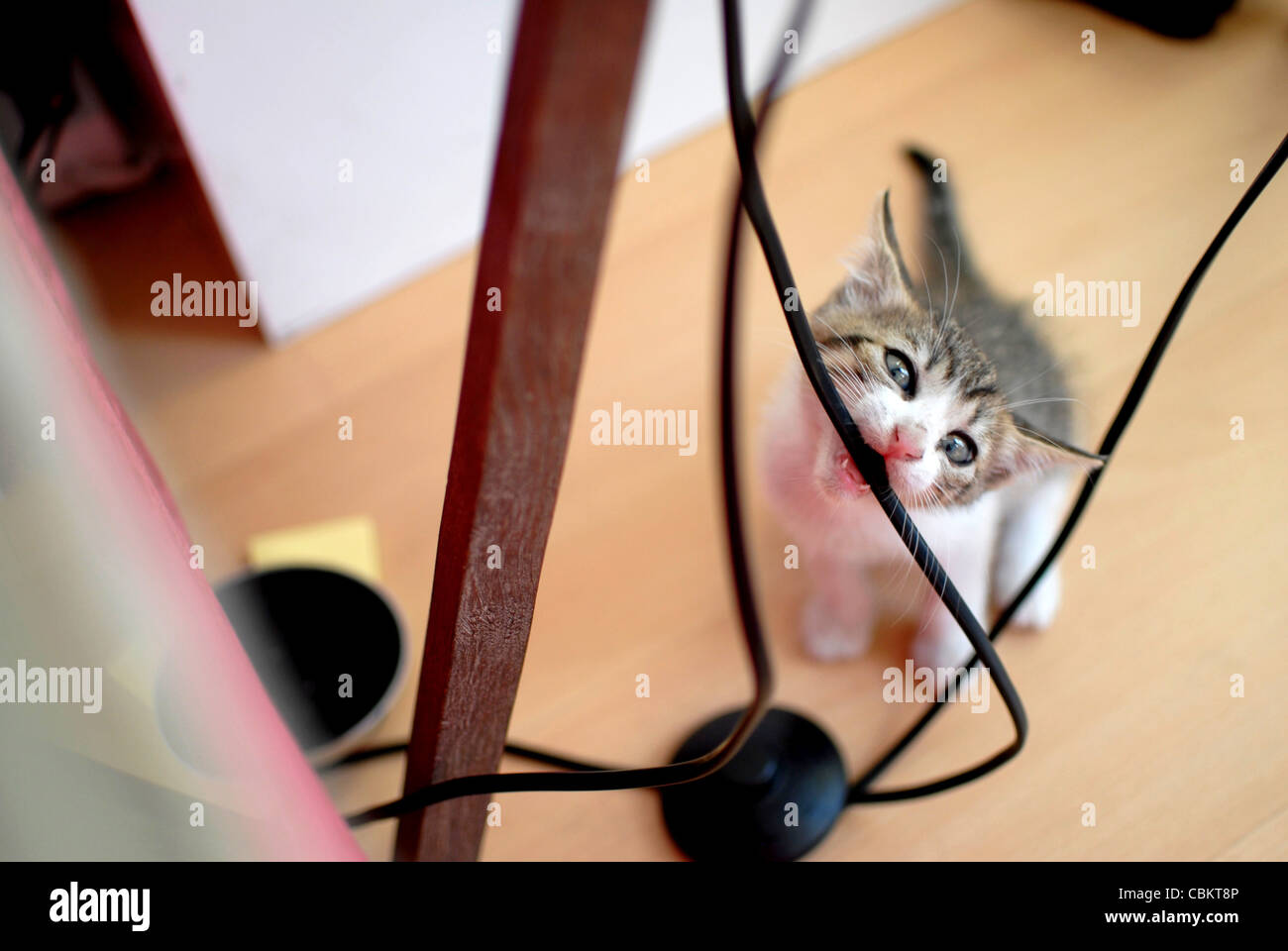 Cute few weeks old kitten biting lamp cable Stock Photo - Alamy