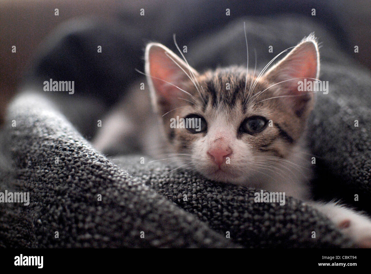 Few weeks old kitten hi-res stock photography and images - Alamy