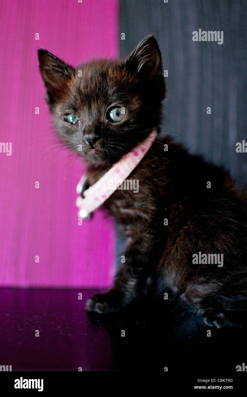 1 Month Old Black Kitten Stock Photo - Alamy
