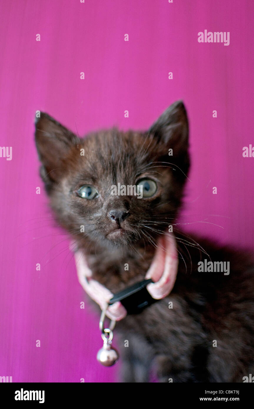 1 Month Old Black Kitten Stock Photo - Alamy