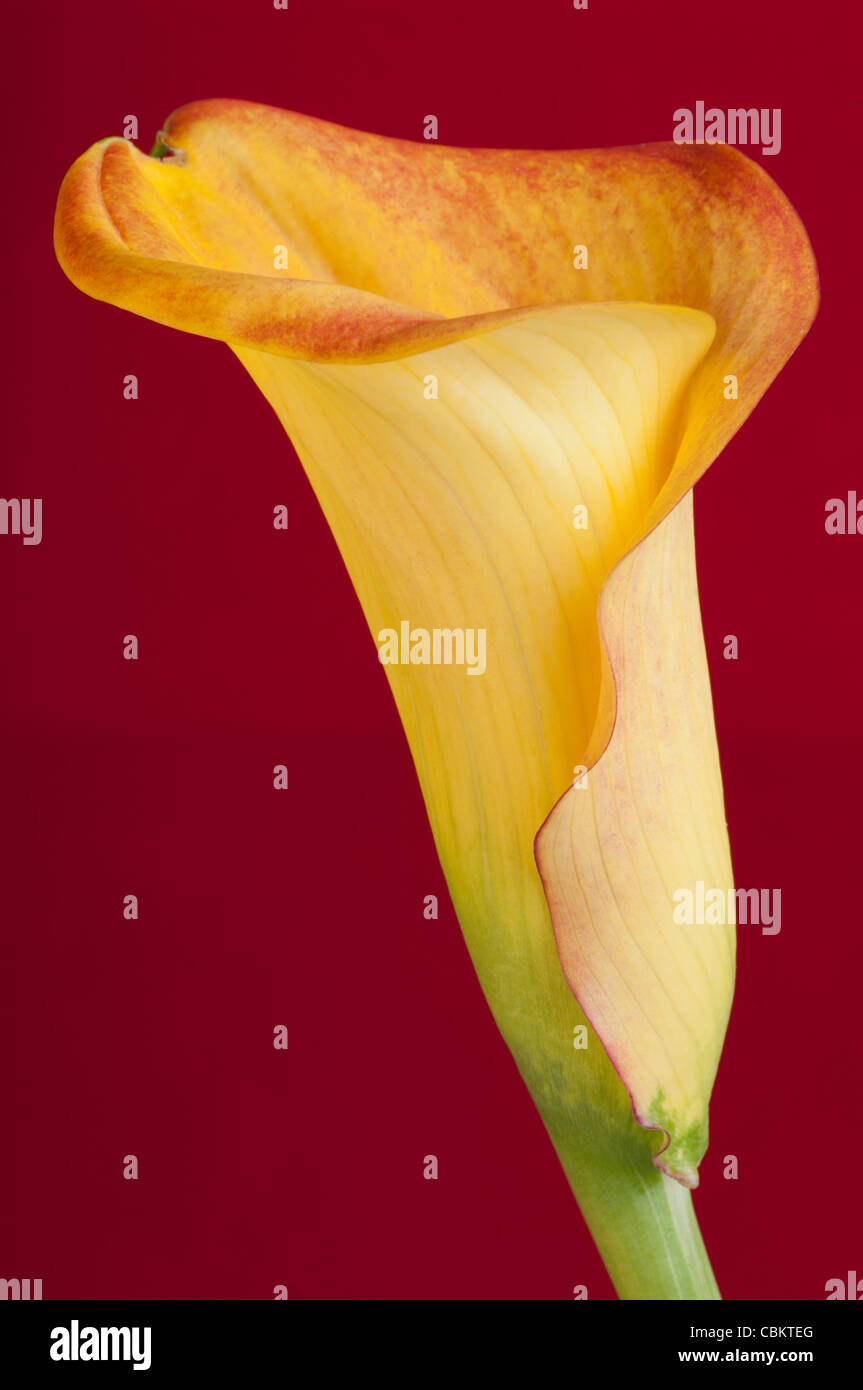Yellow calla on a red background Stock Photo - Alamy