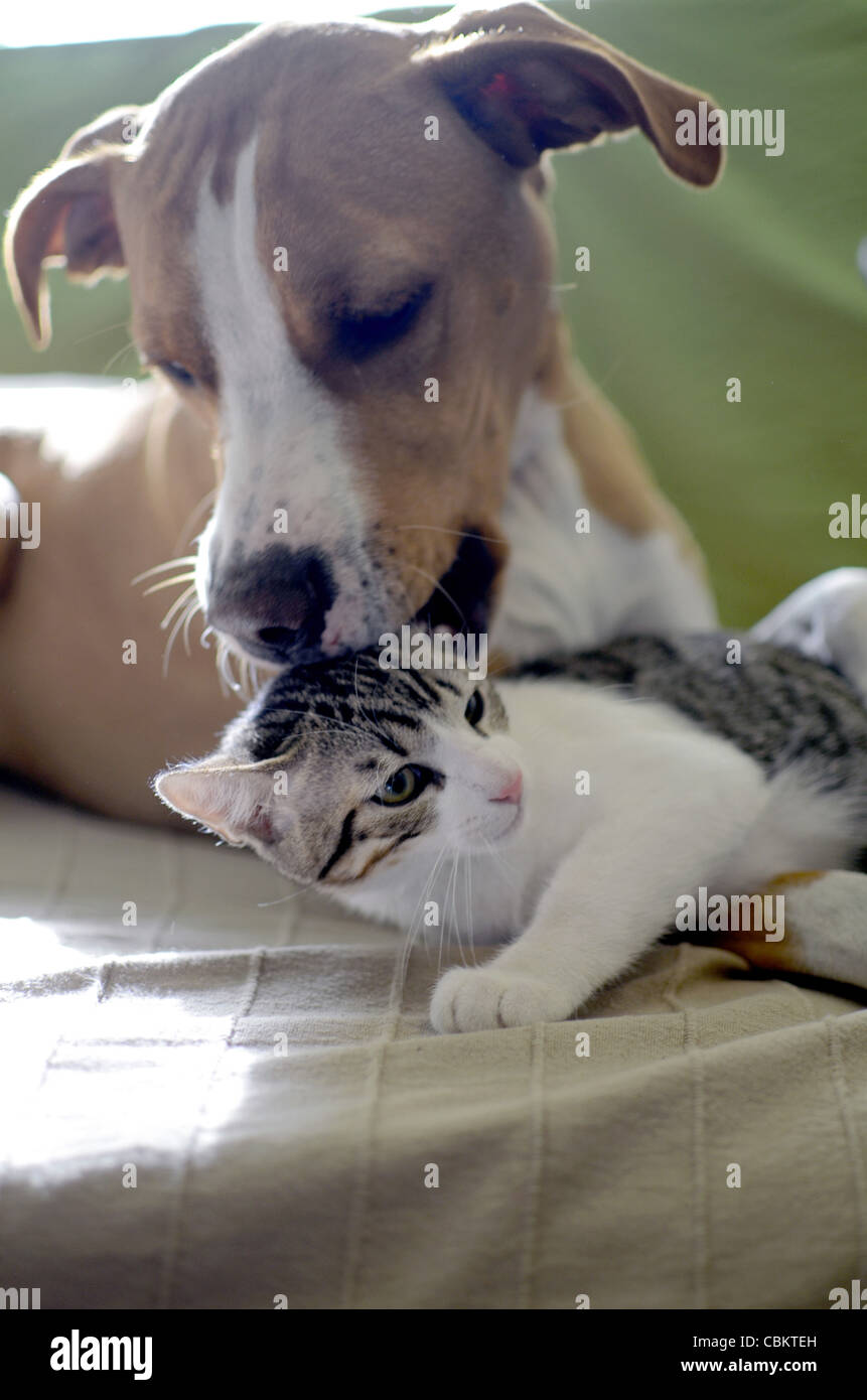Dog and Kitten interact at home Stock Photo - Alamy