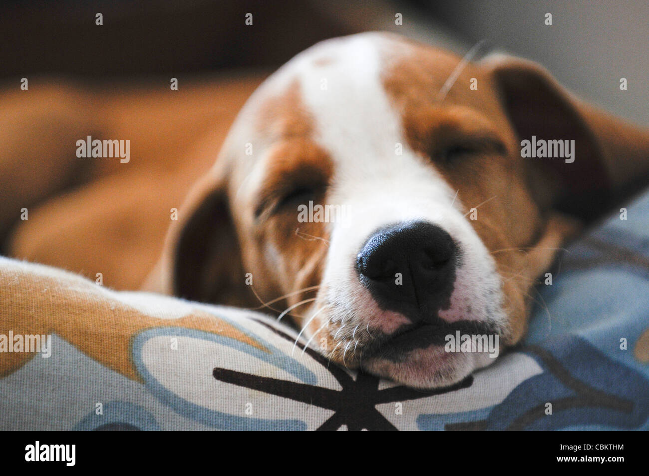 Ronnie the dog hi-res stock photography and images - Alamy