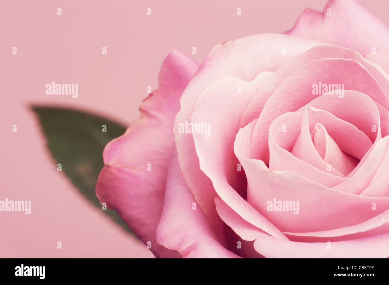 Pink rose with leaf in color retro Stock Photo - Alamy