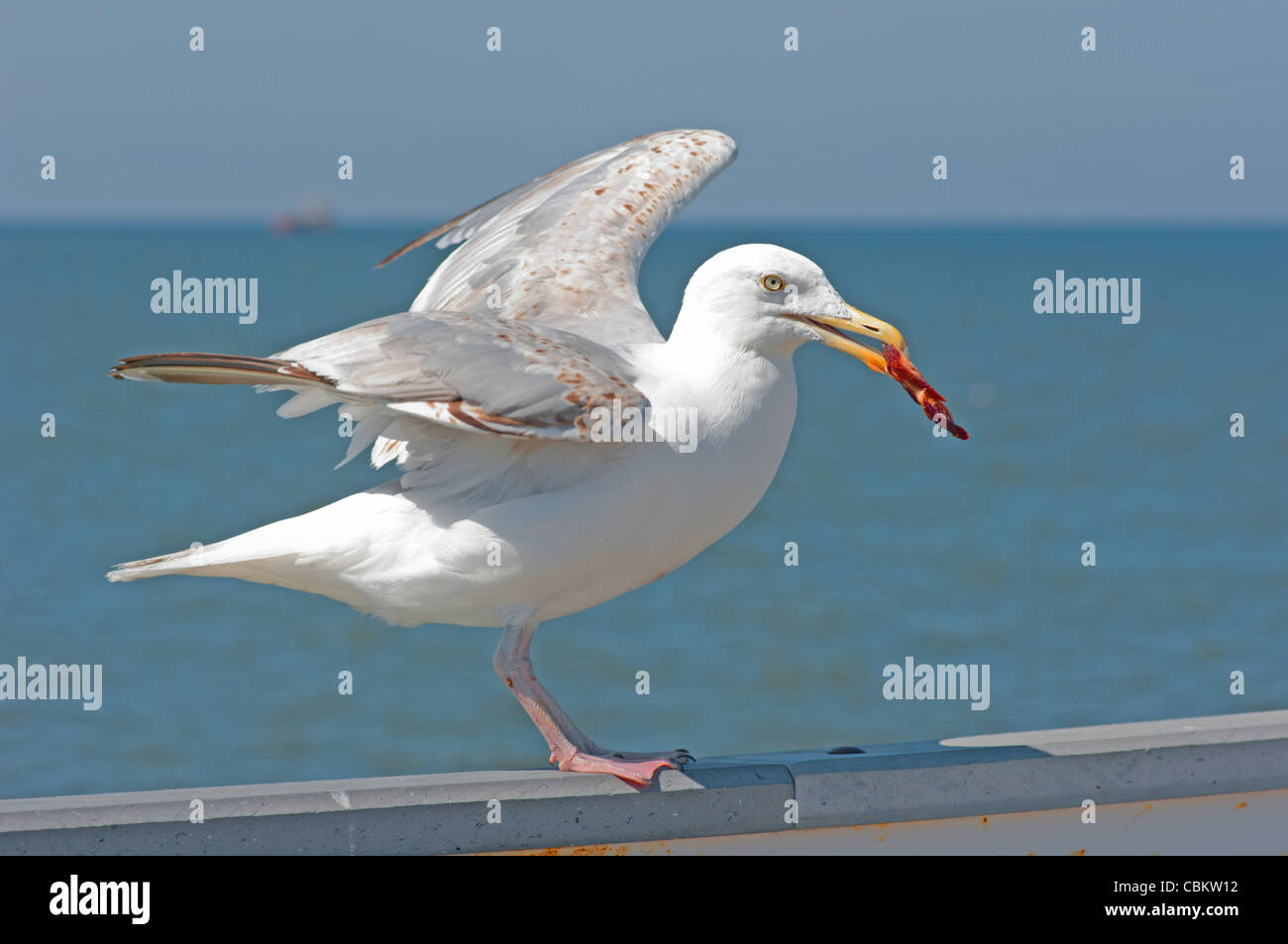 Seagull with meat in its beak against the sea Stock Photo - Alamy