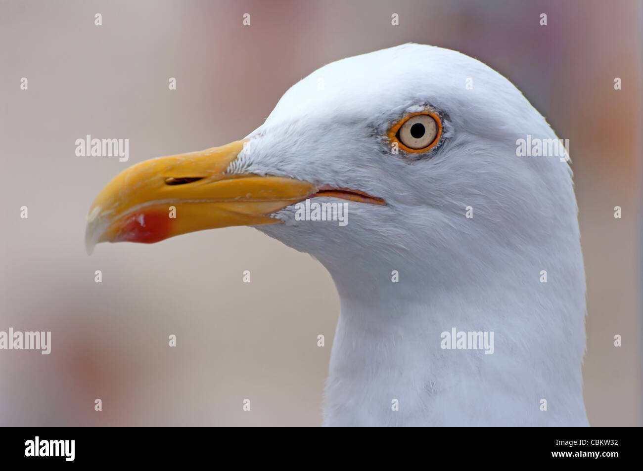 Portrait of seagulls Stock Photo - Alamy