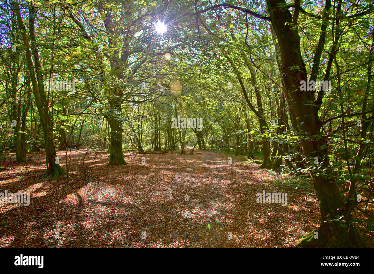 Wooded forest with a path in national trust property on the North Downs ...