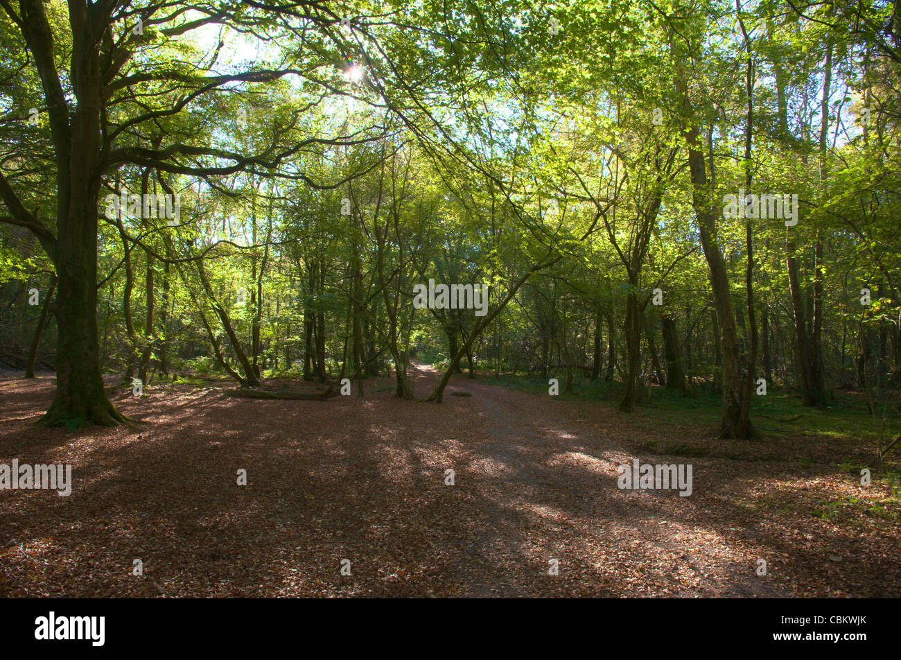 Wooded forest with a path in national trust property on the North Downs ...