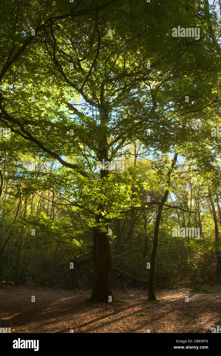 Wooded forest with a path in national trust property on the North Downs ...
