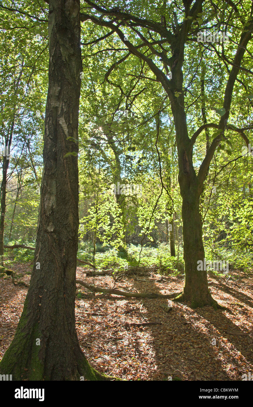 Wooded forest with a path in national trust property on the North Downs ...