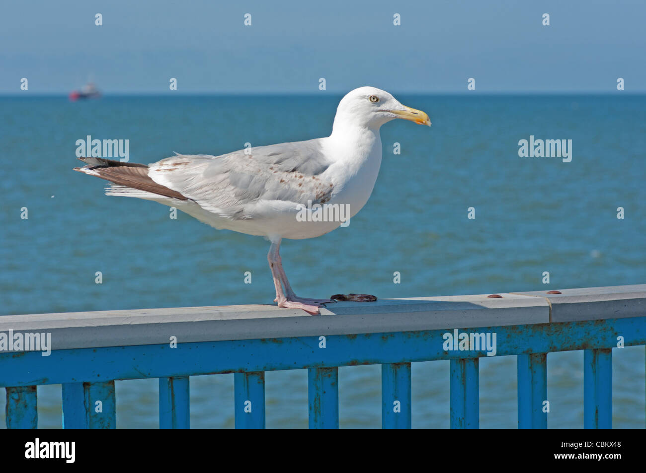 Seagull in the harbor Stock Photo - Alamy