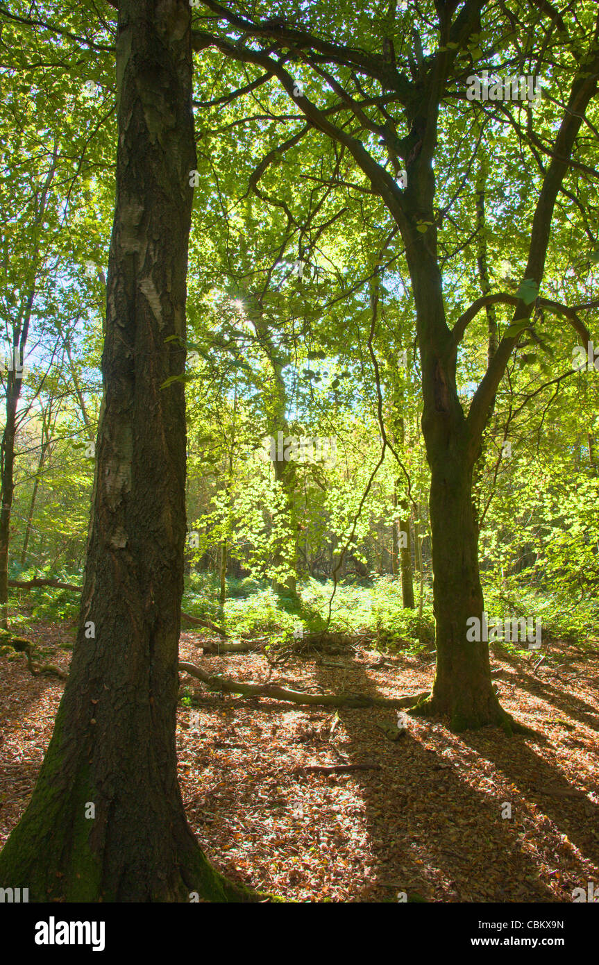 Wooded forest with a path in national trust property on the North Downs ...