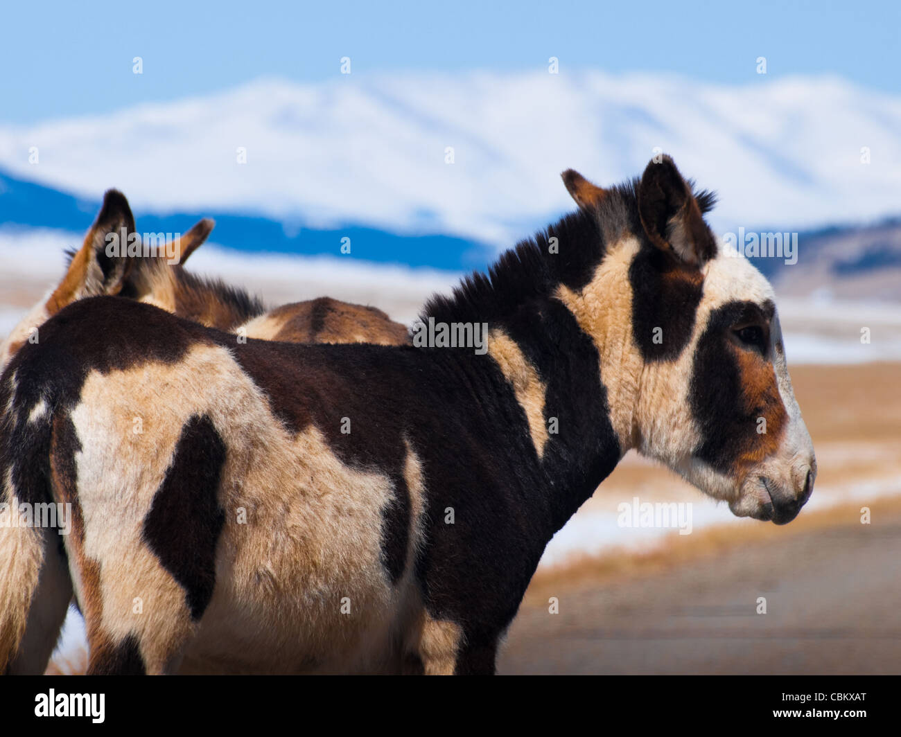 Wild donkey in Colorado Stock Photo - Alamy