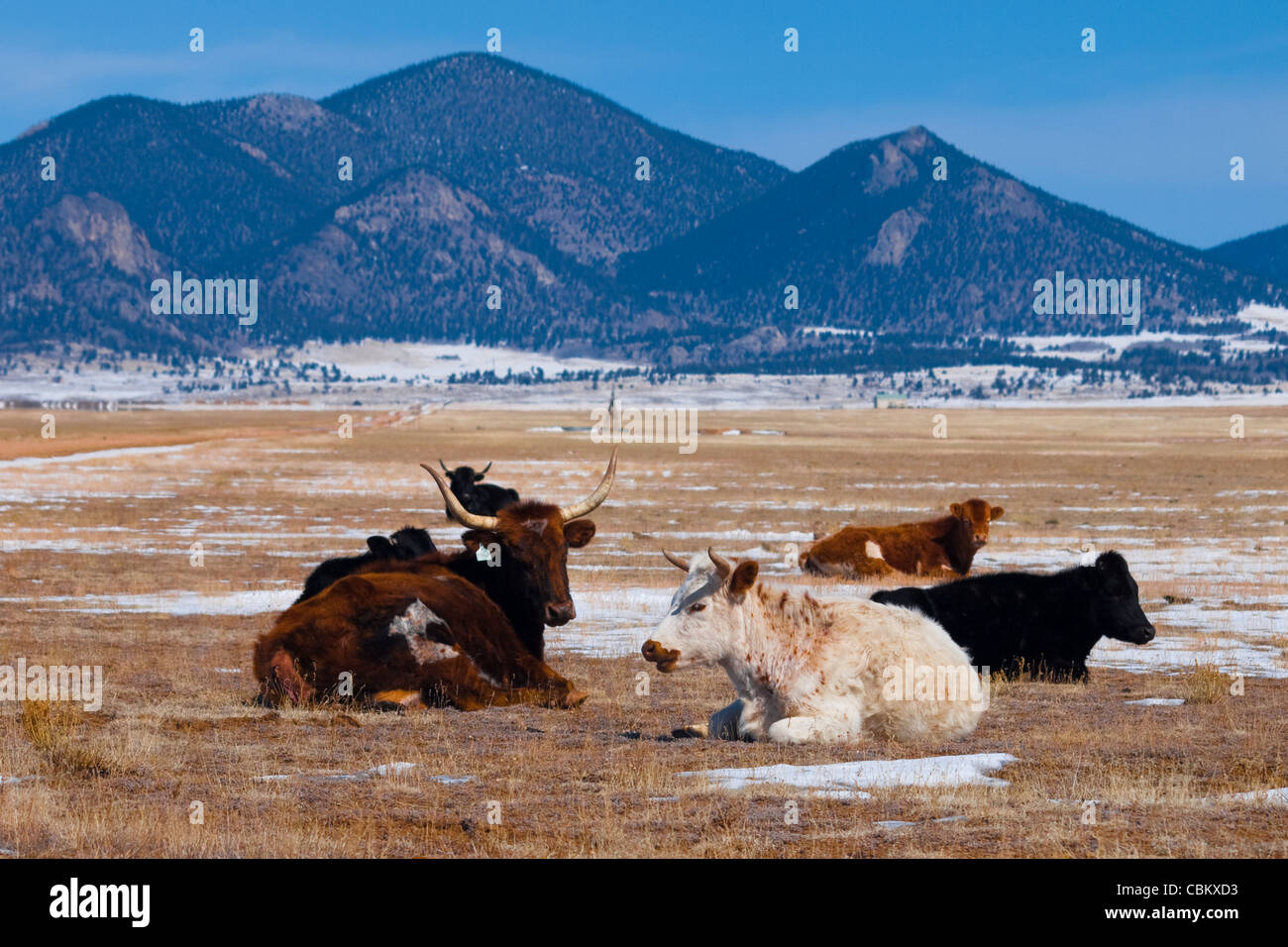 Cows on open range farm Stock Photo - Alamy
