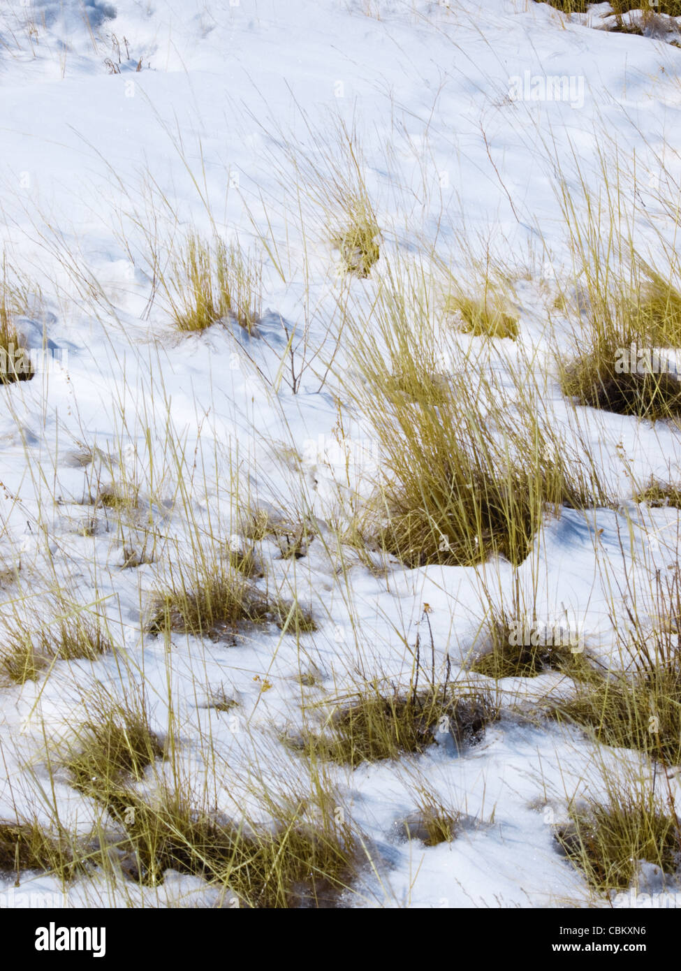 Grasses in winter landscape Stock Photo - Alamy
