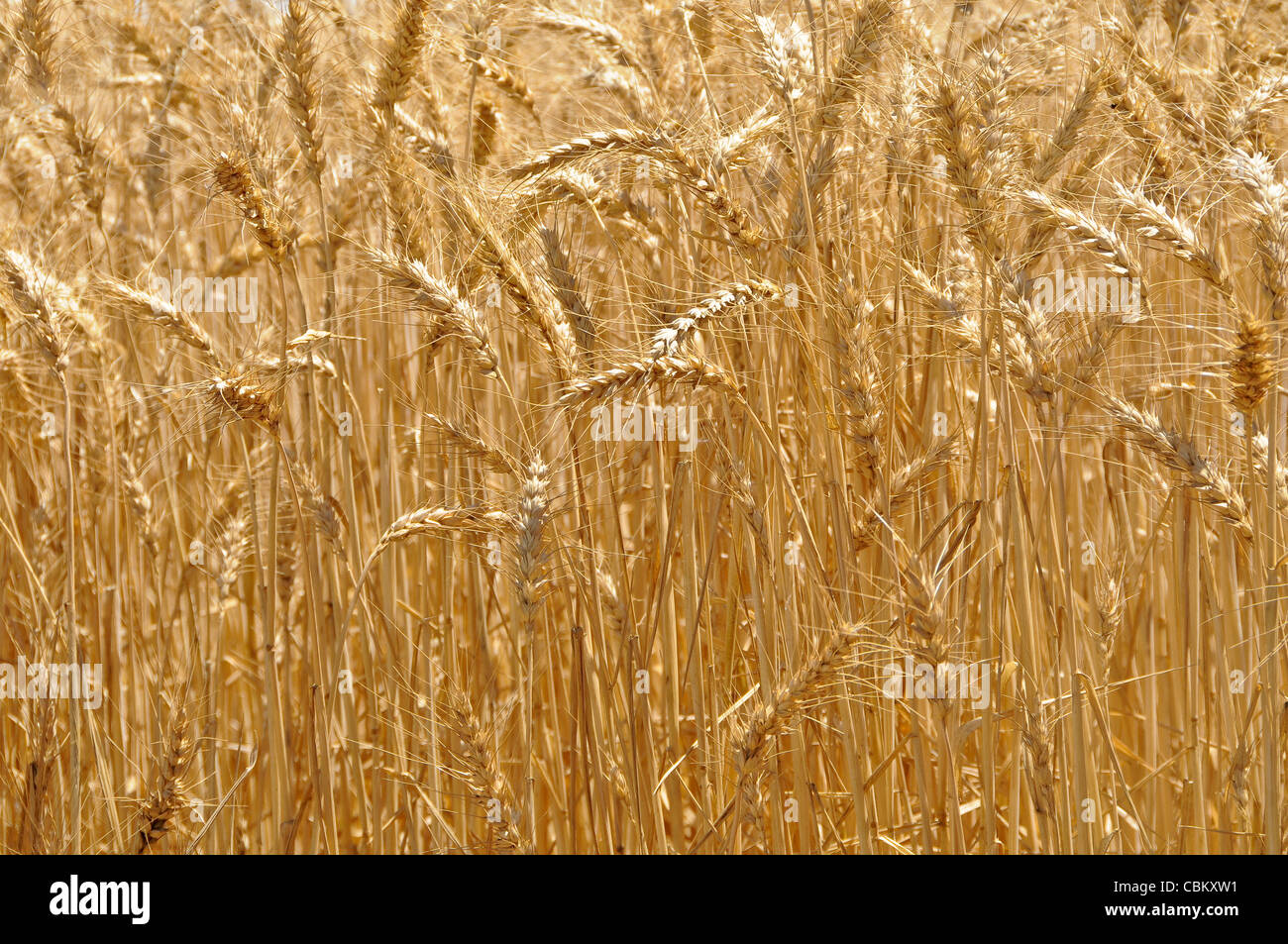 Pooideae triticeae hi-res stock photography and images - Alamy