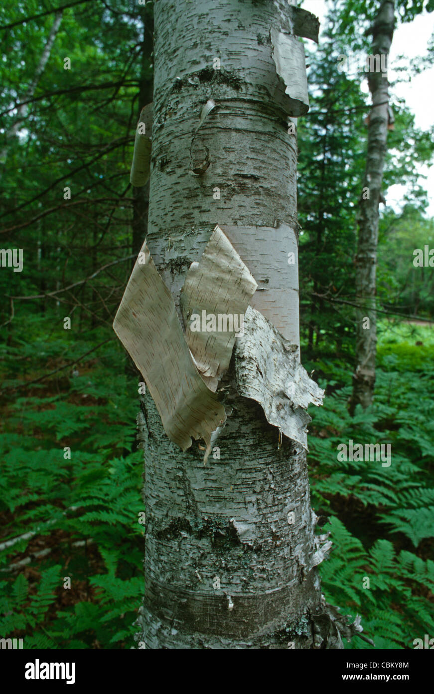 Birch Bark Canoe Stock Photos & Birch Bark Canoe Stock Images - Alamy