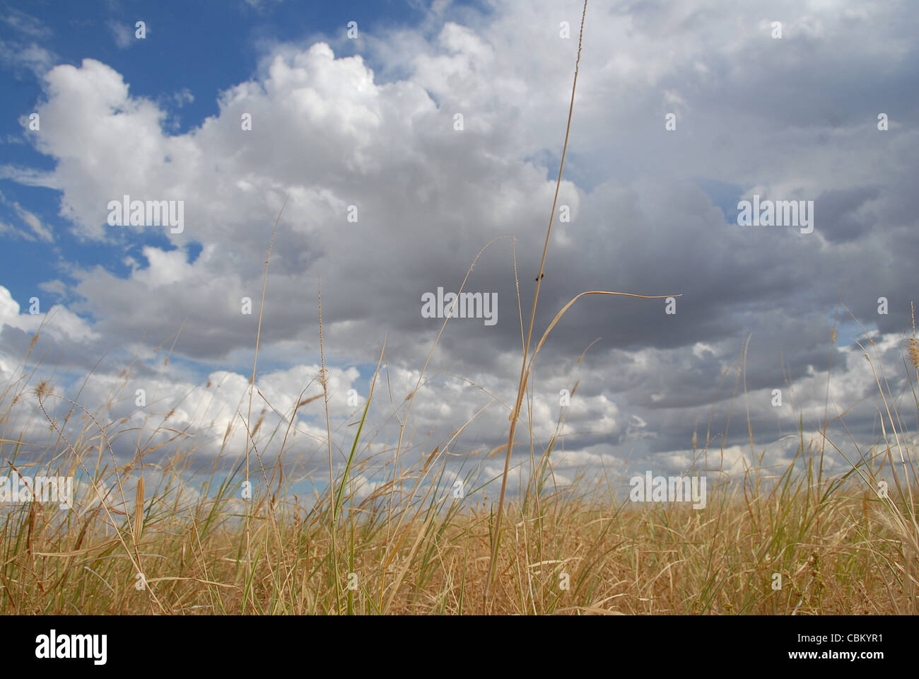 Countryside along the highway from Winton to Longreach, passing the ...