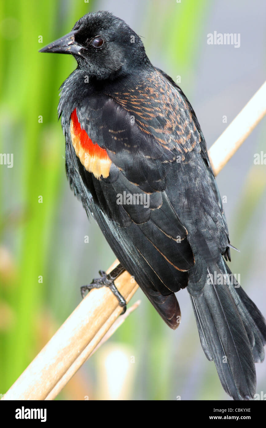 Red-winged blackbird male Stock Photo - Alamy
