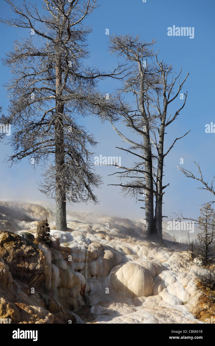 Trees in sinter terraces near Palette Spring Stock Photo - Alamy