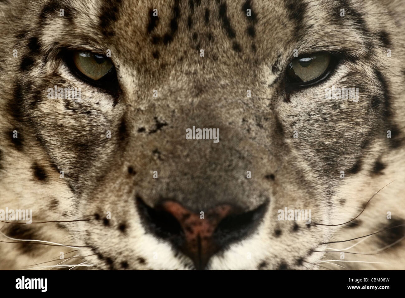 Russian snow leopard hi-res stock photography and images - Alamy
