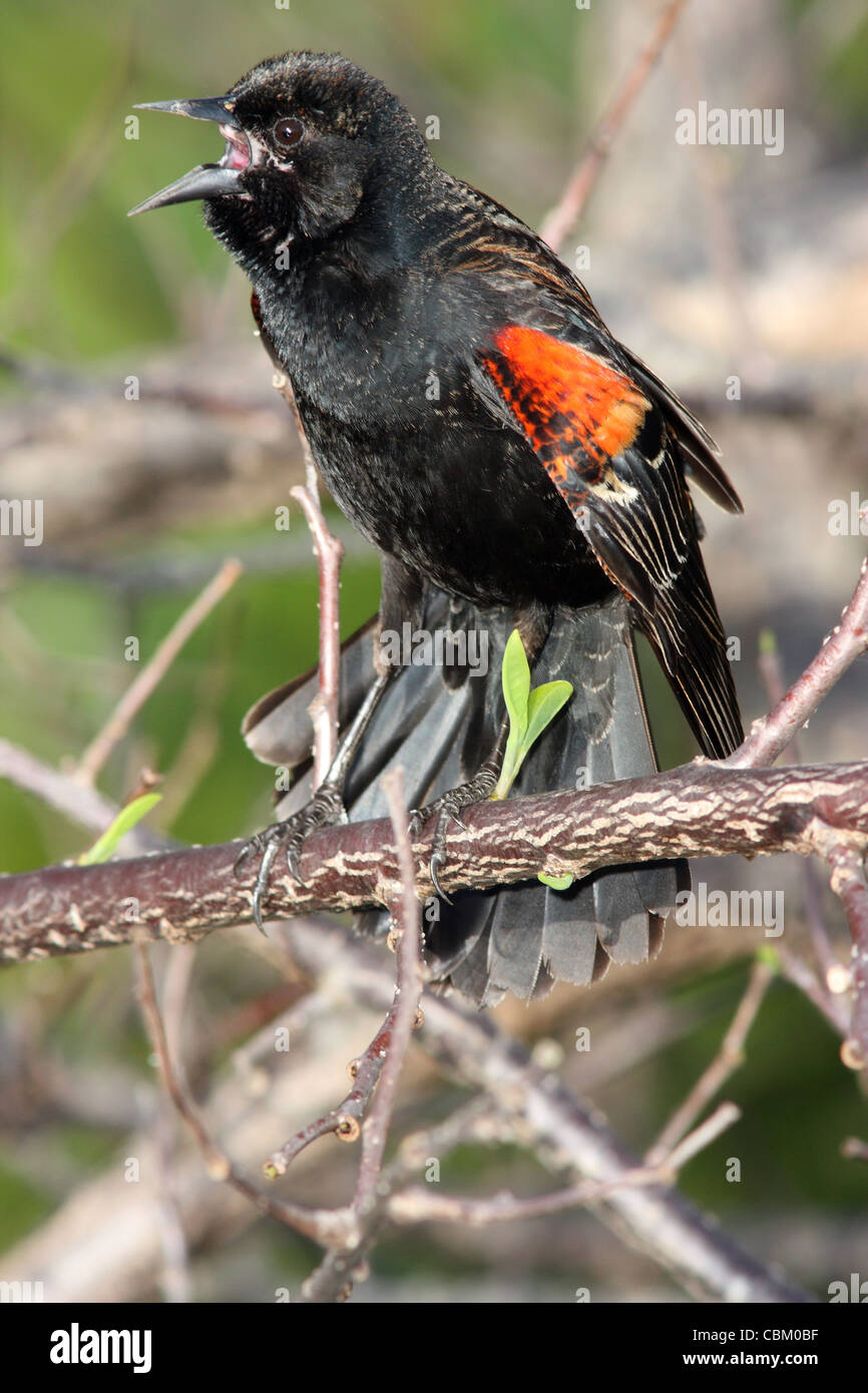Red-winged blackbird male Stock Photo - Alamy