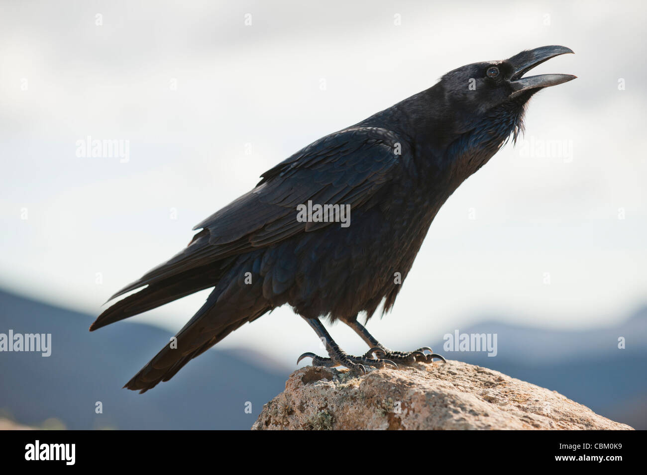 Raven (Corvus corax) in top of Montaña Blanca volcano, Lanzarote ...