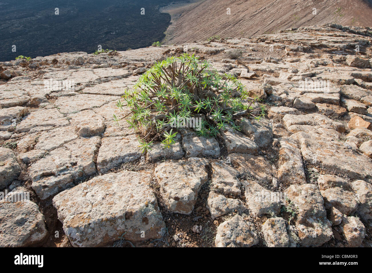 Lava Volcano Plant High Resolution Stock Photography and Images - Alamy
