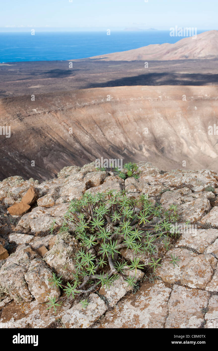 Lava Volcano Plant High Resolution Stock Photography and Images - Alamy