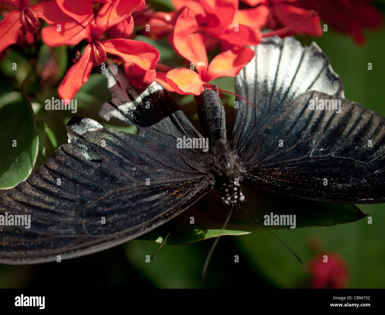 Great mormon butterfly Stock Photo - Alamy